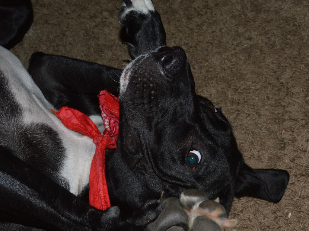 Restoration of a 1958 Vintage Singer 185K Sewing Machine ...